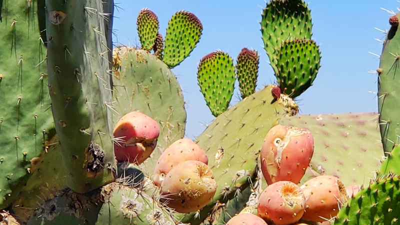 El higo chumbo: una fruta con grandes propiedades saludables | TheFork blog